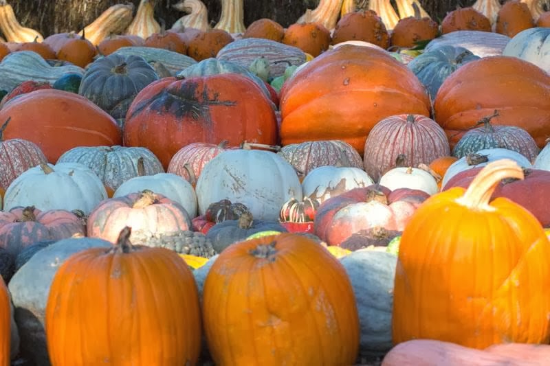 Culinary Distractions