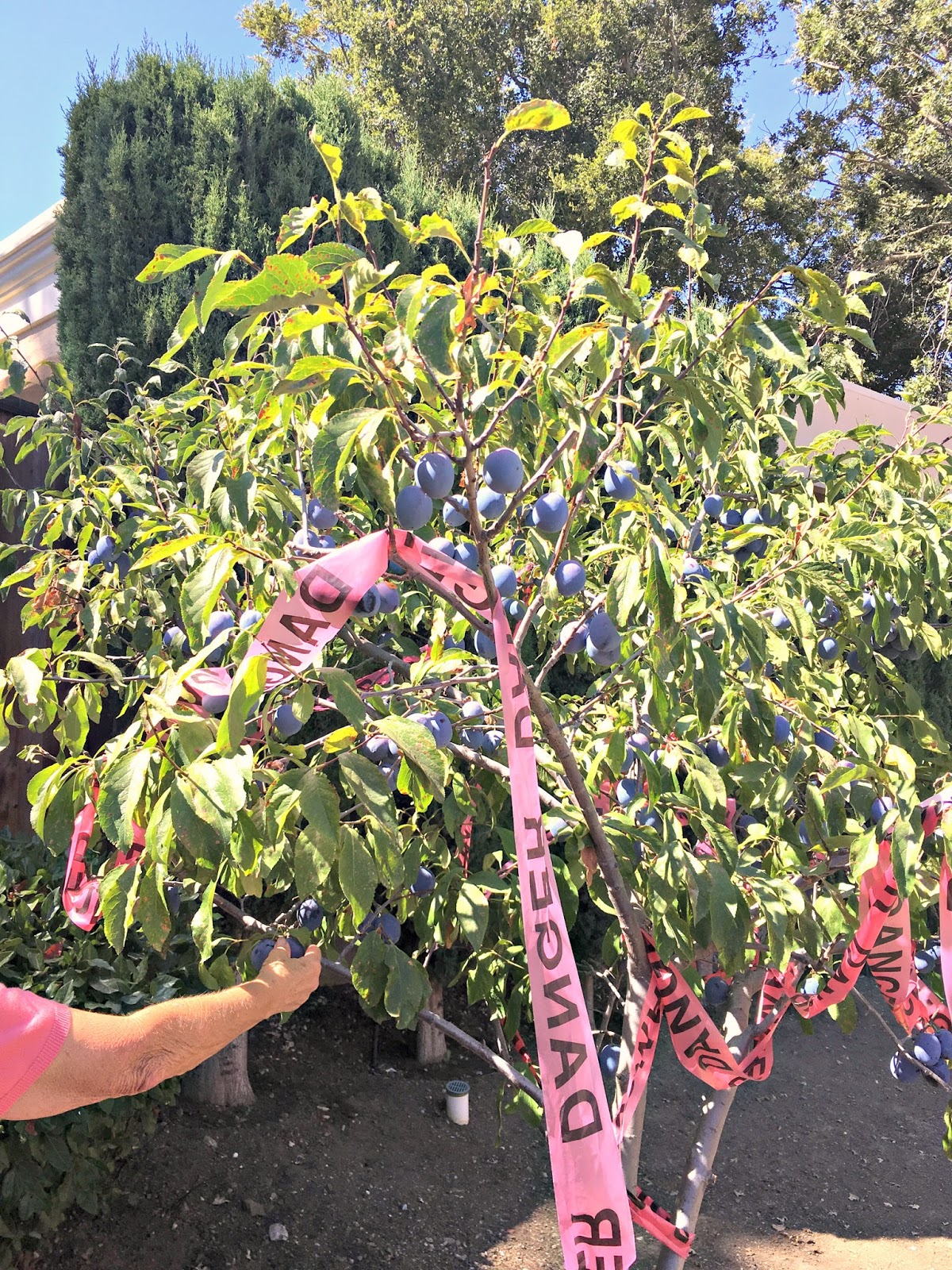 Bavarian Zwetschgendatschi – German Plum Sheet Cake (Tart) Recipe - A ...