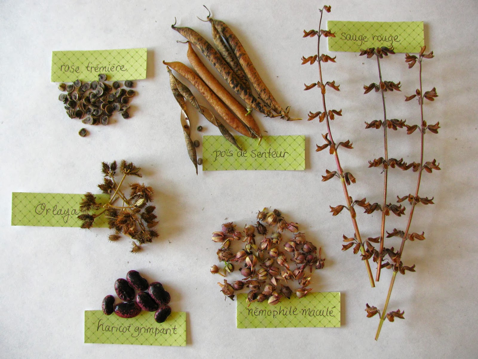 maevy-s-corner-seed-collection-part-1-la-collection-de-graines