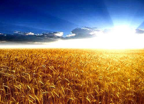 El simbolismo de la Espiga de Trigo - Esperanza