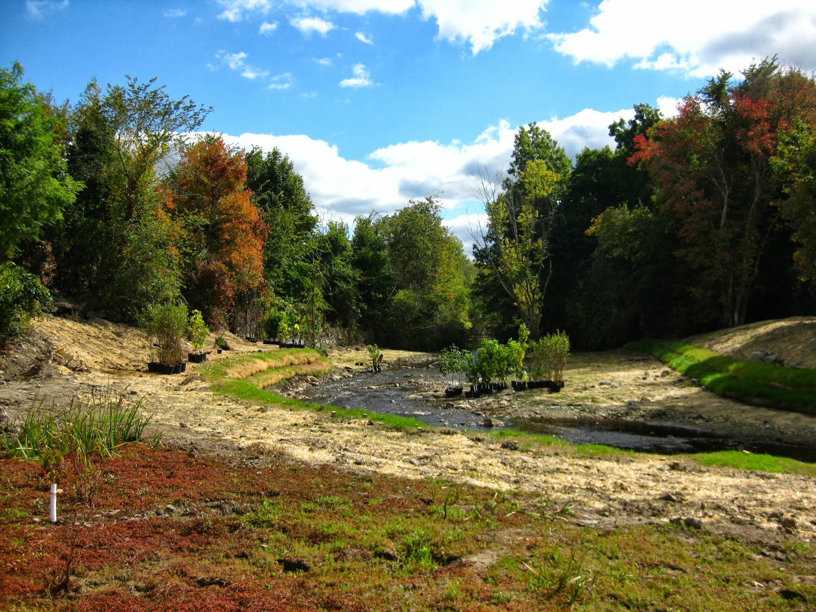 Mill River Restoration