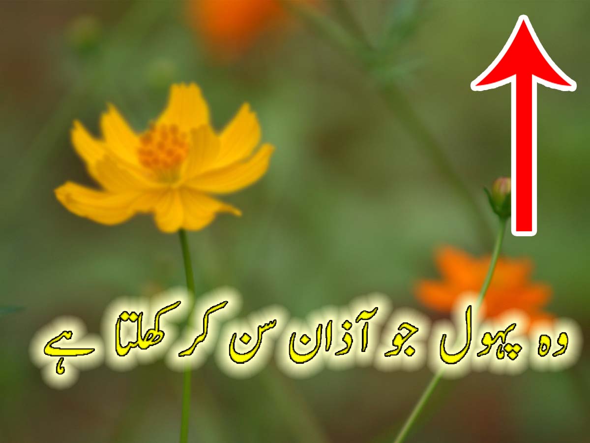 A Flower which Bloom on Azan Time - Viral Trend World