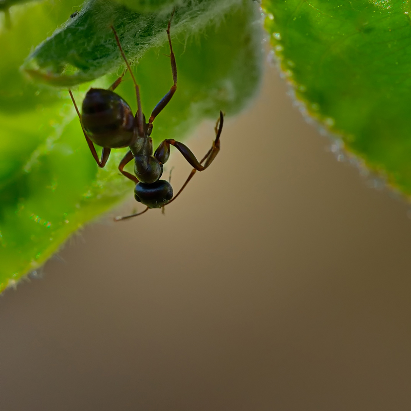 Knuts tips om makrofotografering: Maur