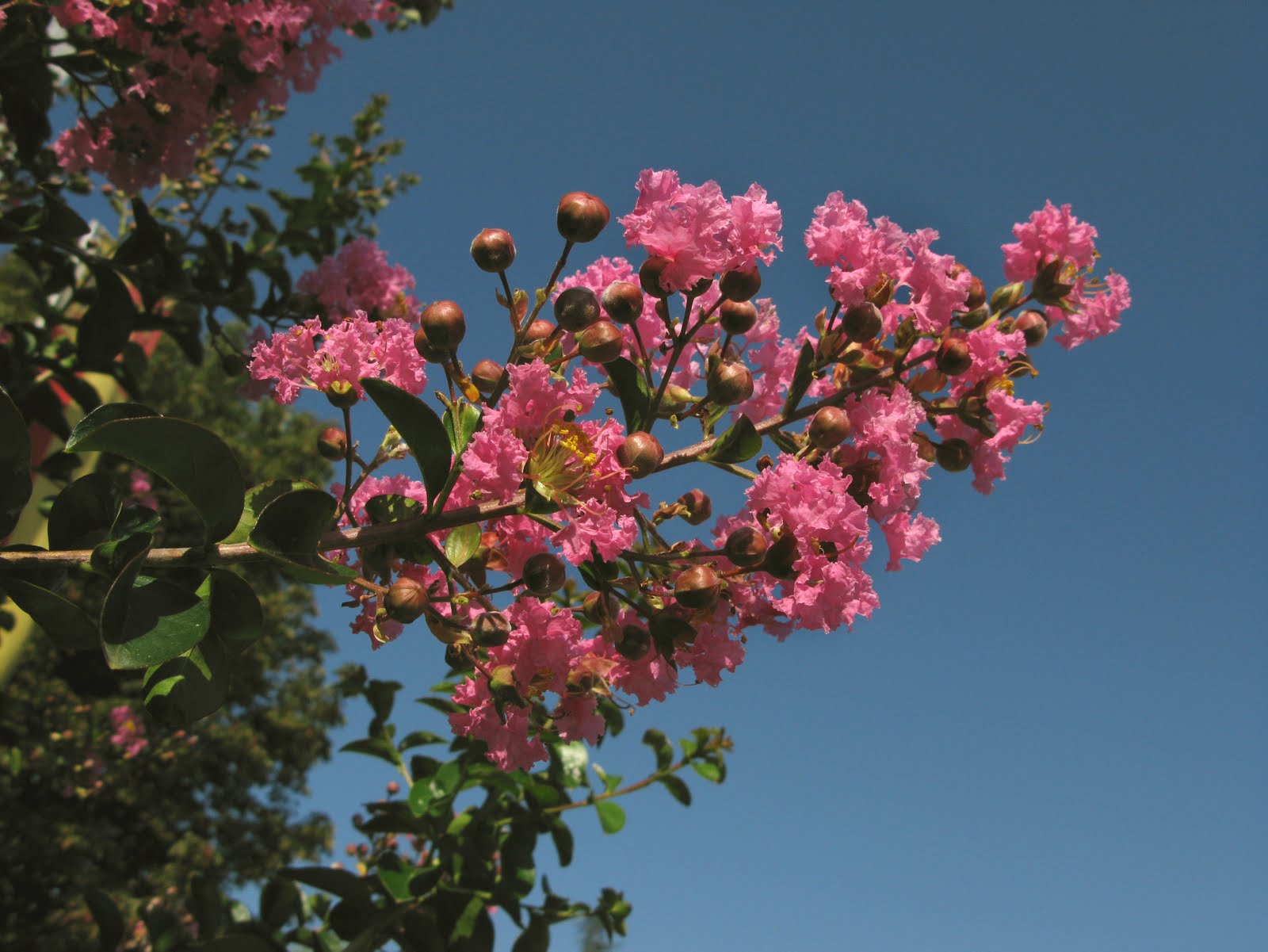Flores y Palabras: Árbol de Júpiter