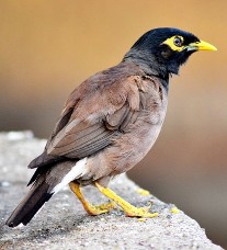 A Collection of Chain Tales: Manjhi. The Parrot and the Maina