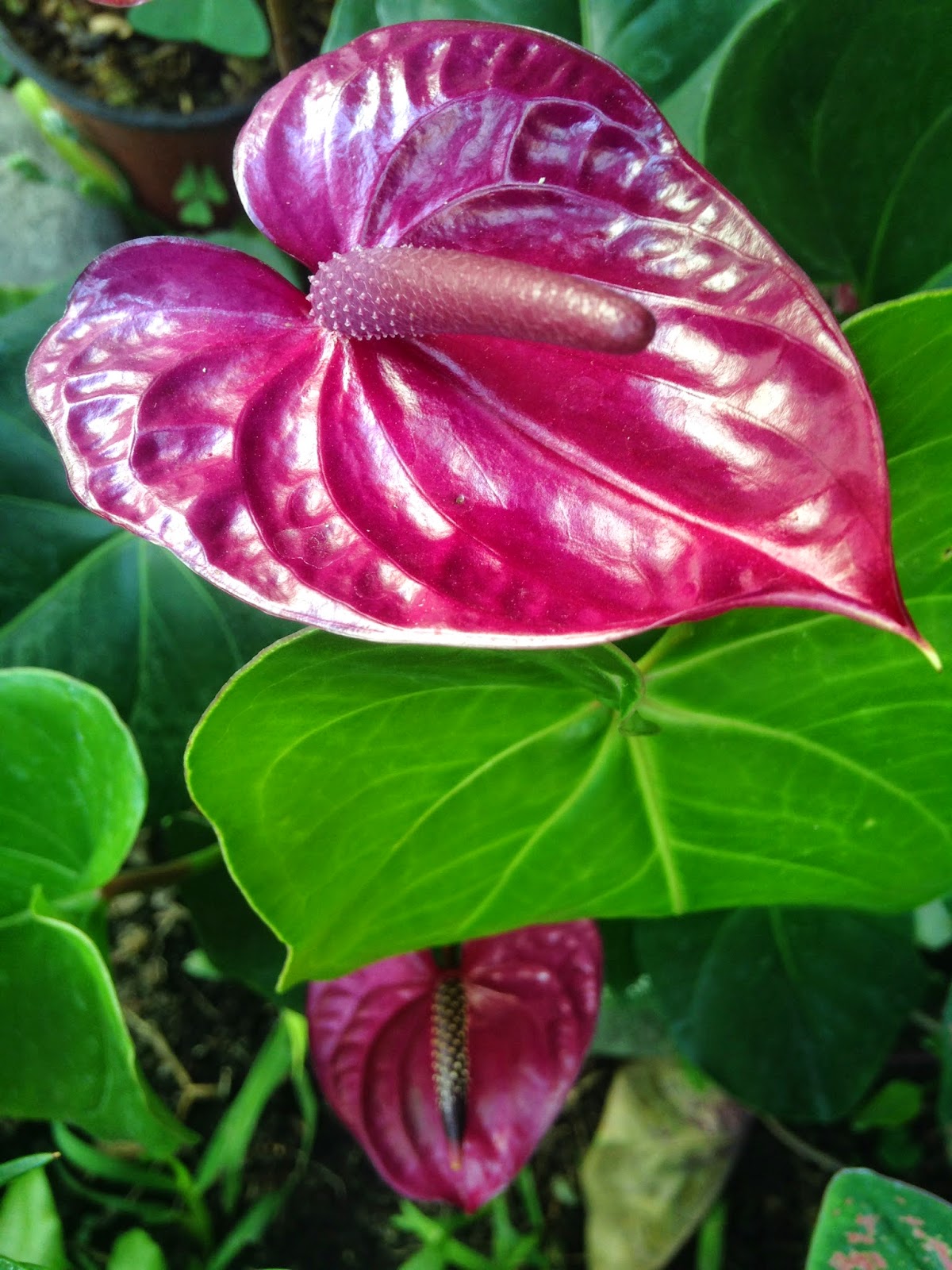 Kert Napravnik´s: Anturios