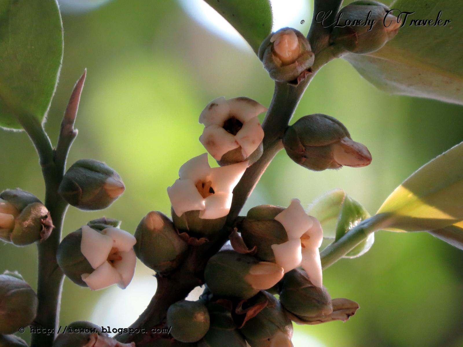 Bilati Gaab (বিলাতি গাব) Diospyros blancoi