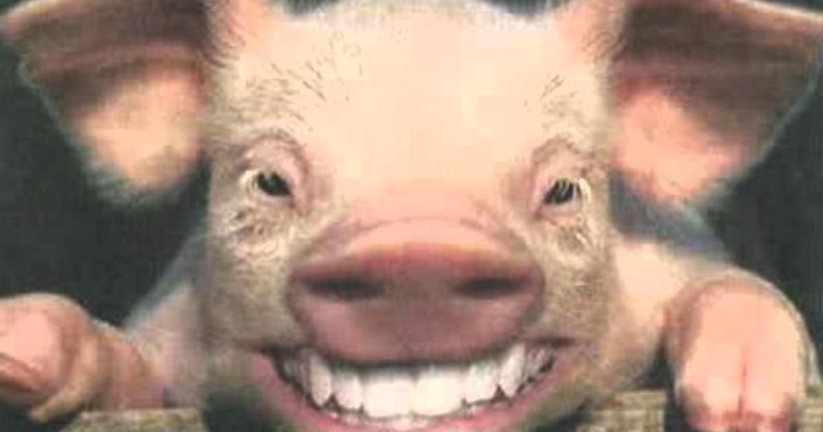 Pigs Have Teeth?