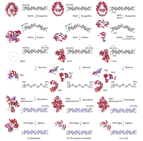DNA mismatch repair