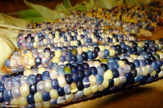 Amazing Magazine: amazing - multi-coloured corn