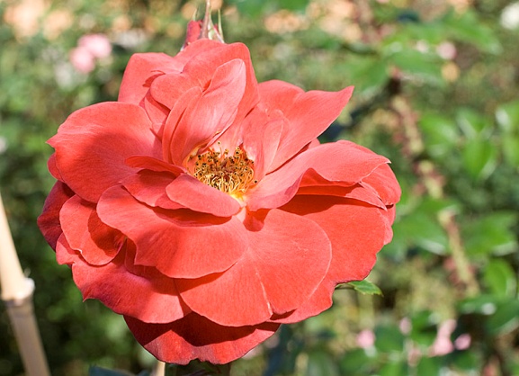 Madeira Rose Garden-English: Modern Garden Roses