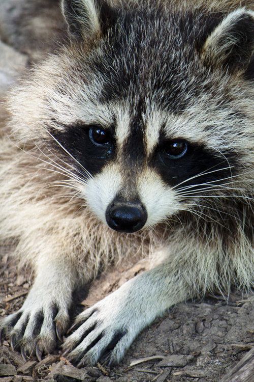 Sea Sure: Angry Raccoons and Mama Bears