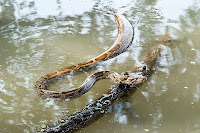 Musings of a Biologist and Dog Lover: Invasive Species: Burmese Python