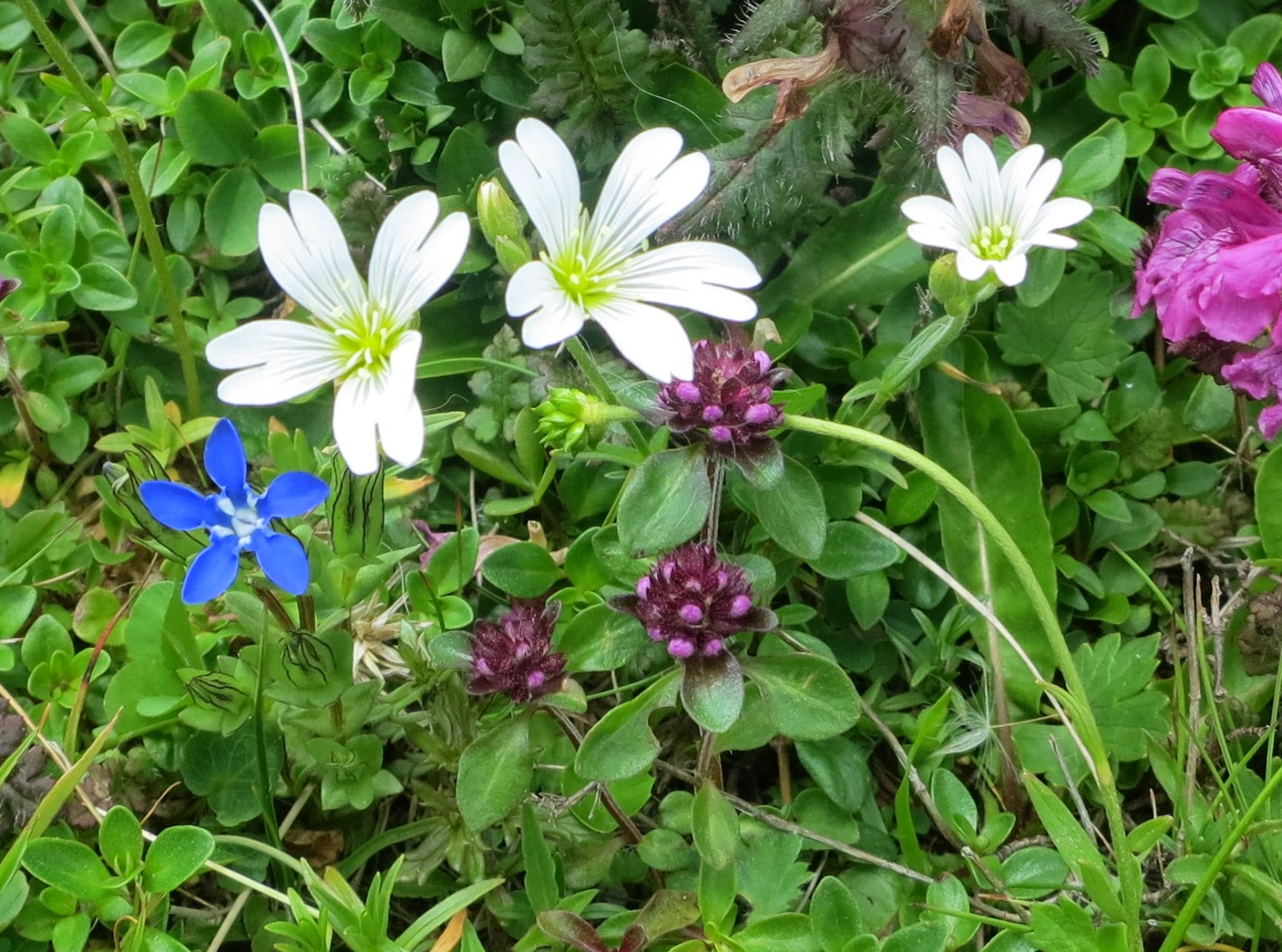 Călătorii cu copii: Sinaia - In cautarea rhododendronului