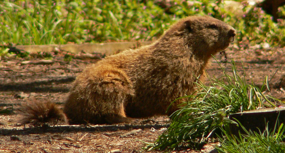 KY Natural Inquirer: Happy Groundhog Day! KY Natural Inquirer: Happy Groundhog Day!