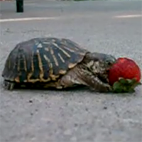 Box turtle eating a strawberry