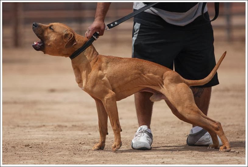 Blog do Pit Bull: Pit Bull - Padrão ADBA traduzido em português
