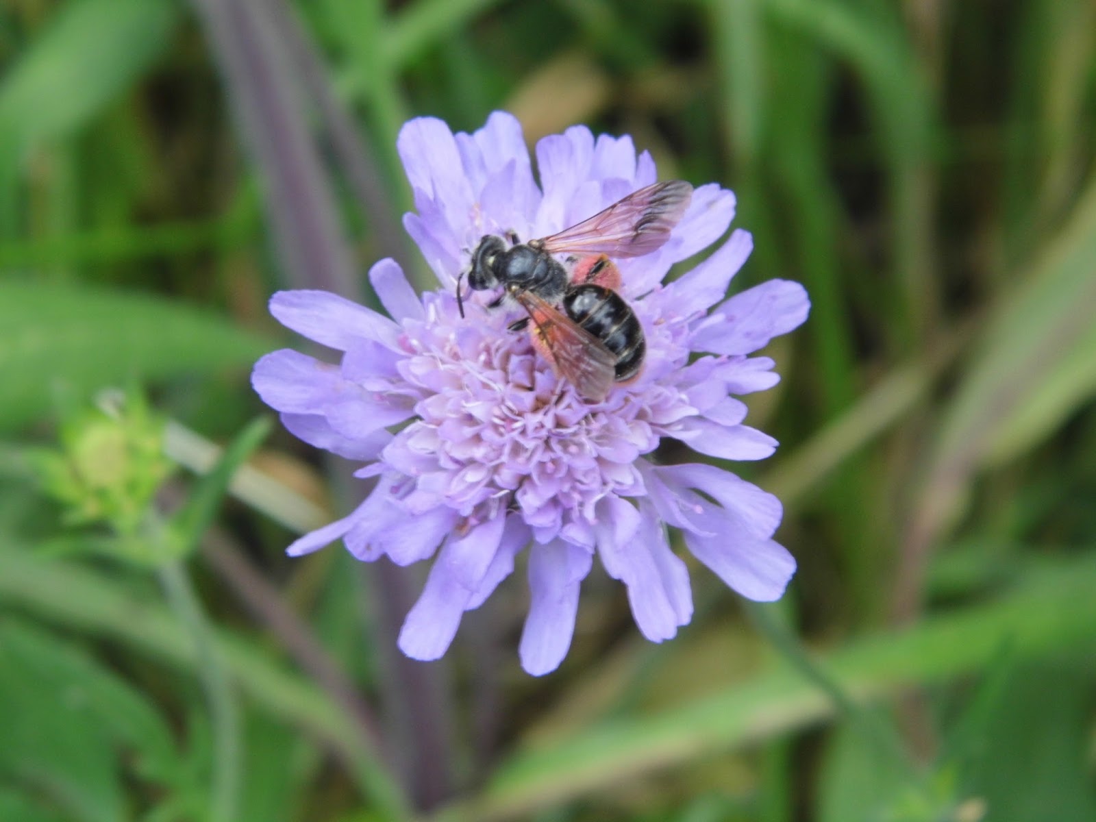 Birds and Beer: NORWICH: Scabious Mining Bees