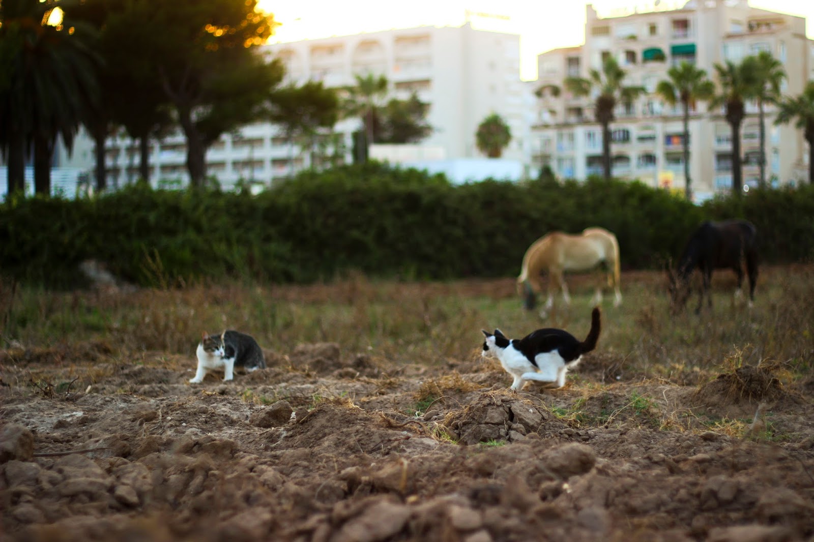 maze of photography: mallorcan cats