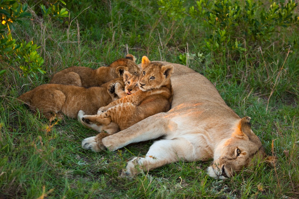IMAGENES DE LEONES: IMAGEN LEONES EN FAMILIA