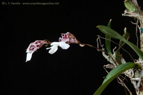 Grupo Orquideófilo del Norte Santafesino: Rodriguezia decora