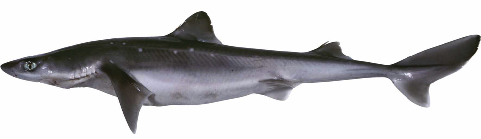 Atlantic Spiny Dogfish