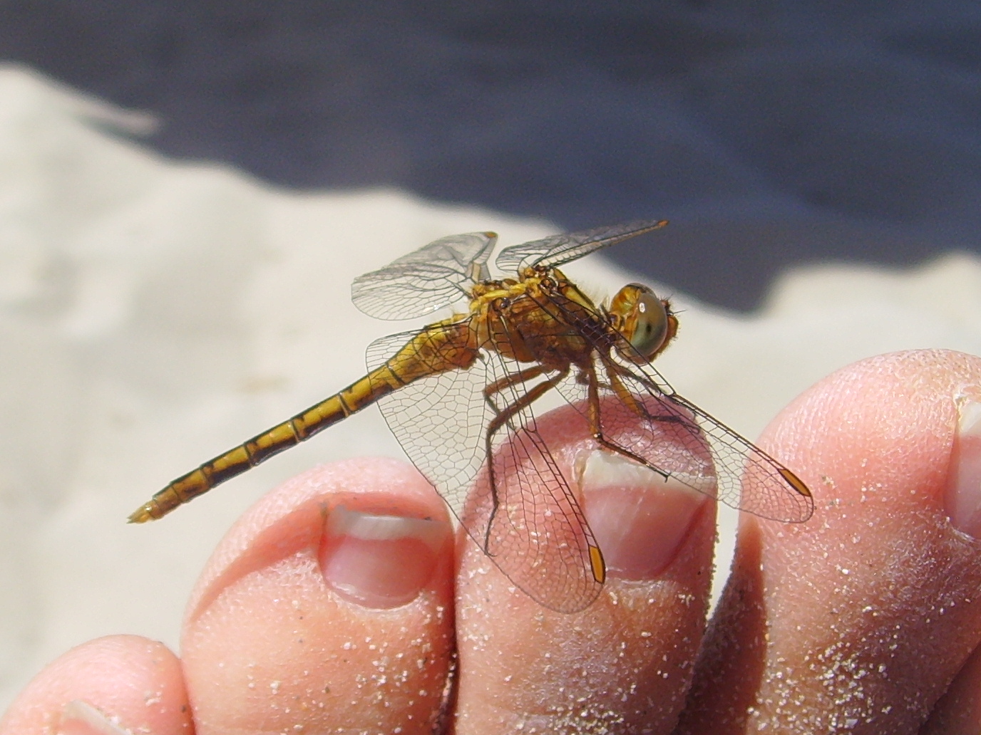 Linacre Blogger: Menorcan Insects