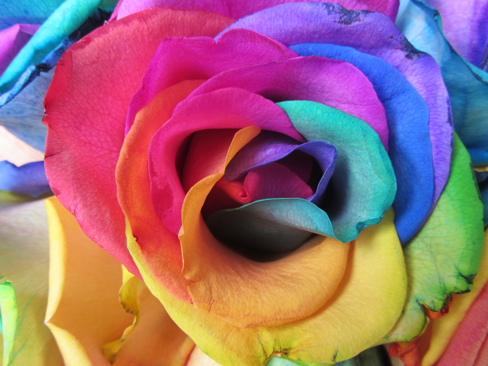 Carrie's Design Musings: The Rainbow Rose