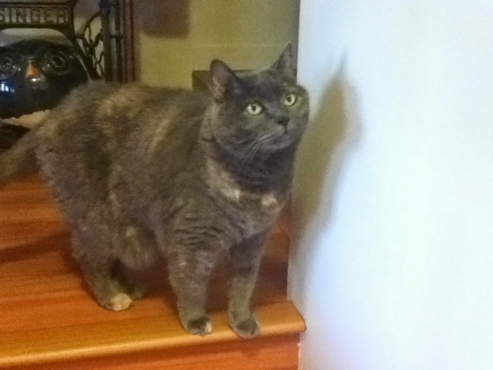 Pictures of My cat Grizz