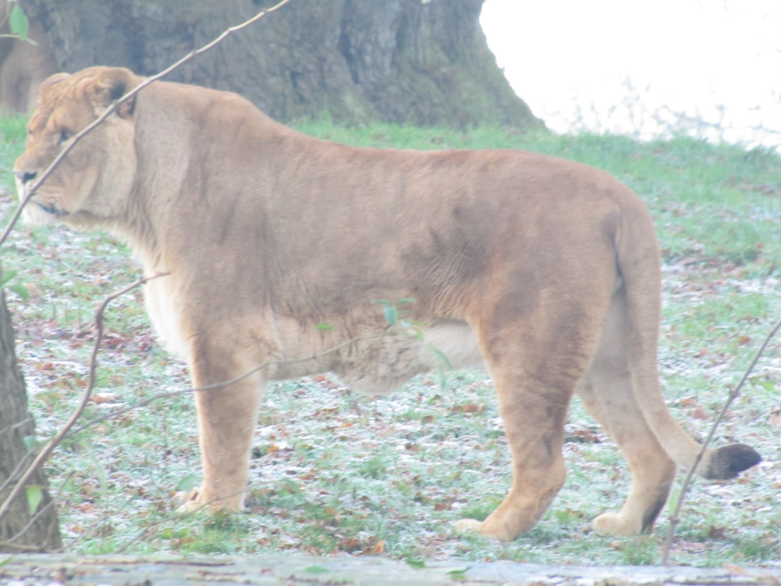 Pics of lion's neck musculature - Page 20 - Animal vs Animal