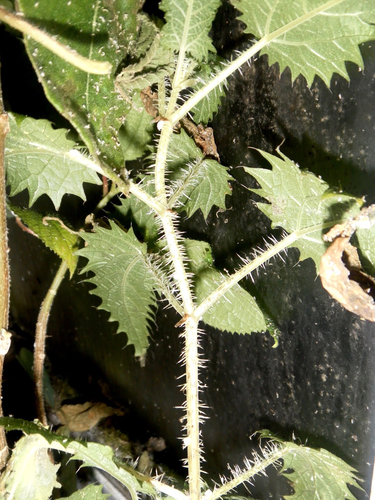 Scirpidiella's Plants: Exotic Nettles (Urtica spp.)