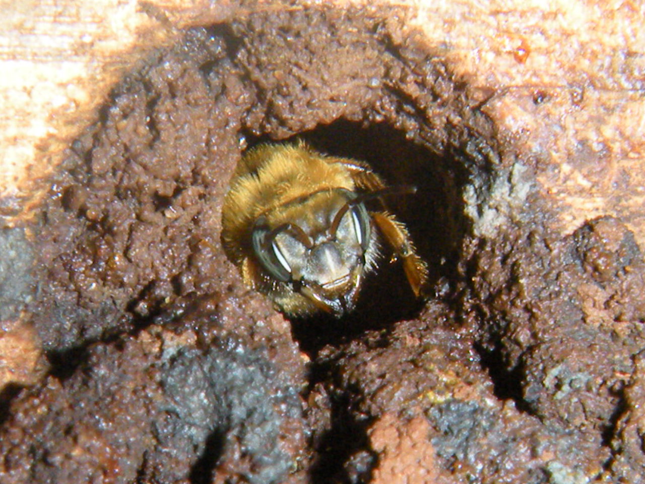 Meliponário Raínha do Vale: Uruçú amarela (rufiventris)