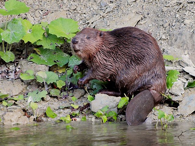 Le Fait du Jour: Les castors lapons sont-ils hermaphrodites