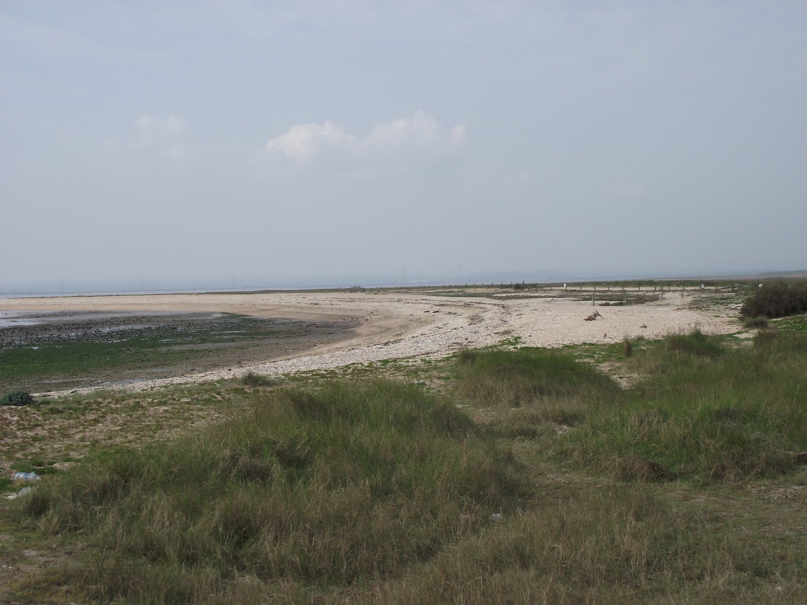 LETTERS FROM SHEPPEY: Shellness Sunshine