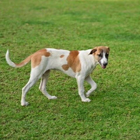 International Street Dog Foundation: Delhi Puppies 2