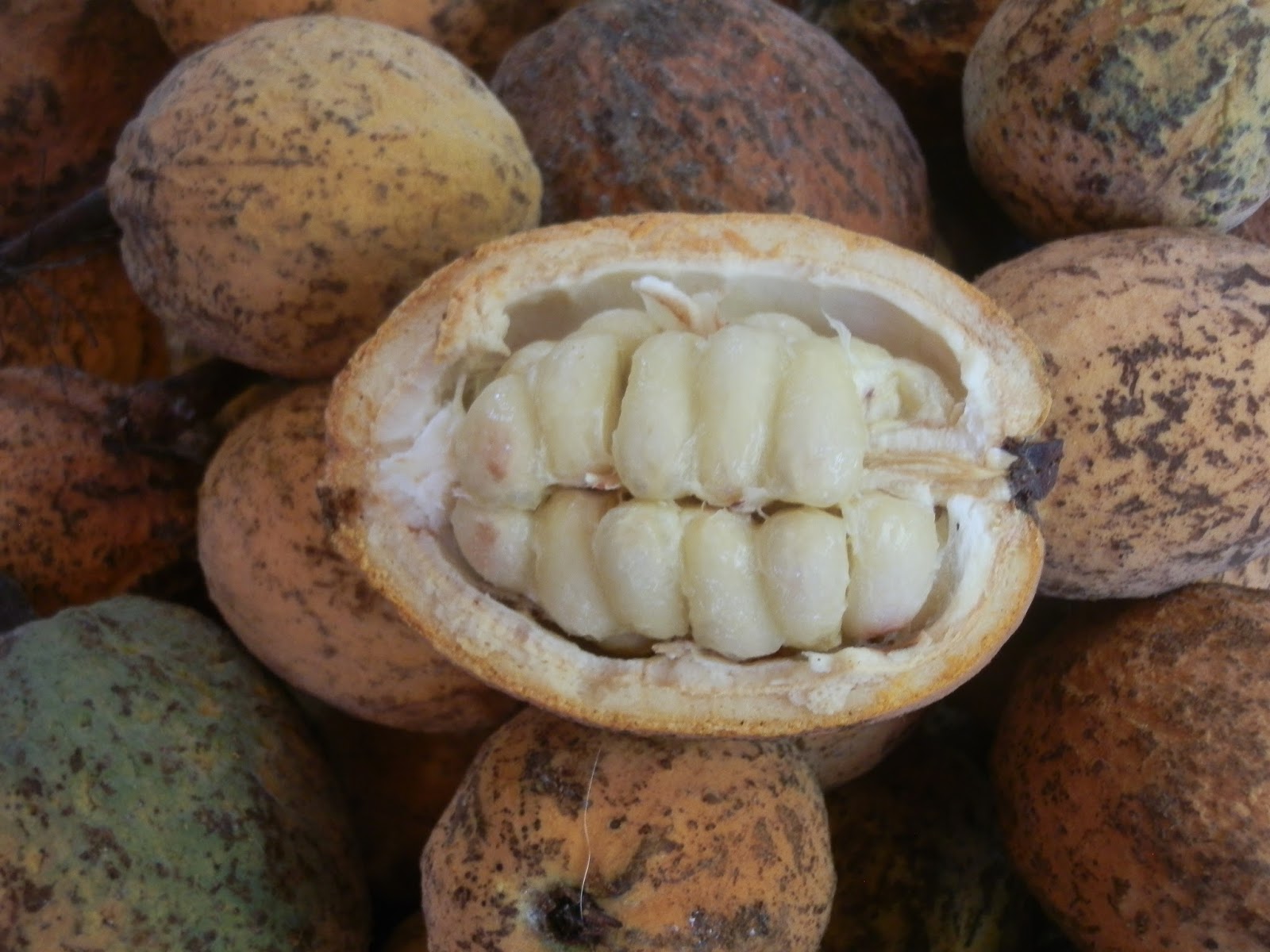 Novidades da Plantamundo