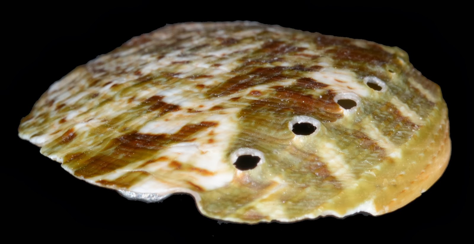 Dr. Lee's Gallery Museum: Haliotis glabra 35.98mm 菲律賓鮑螺