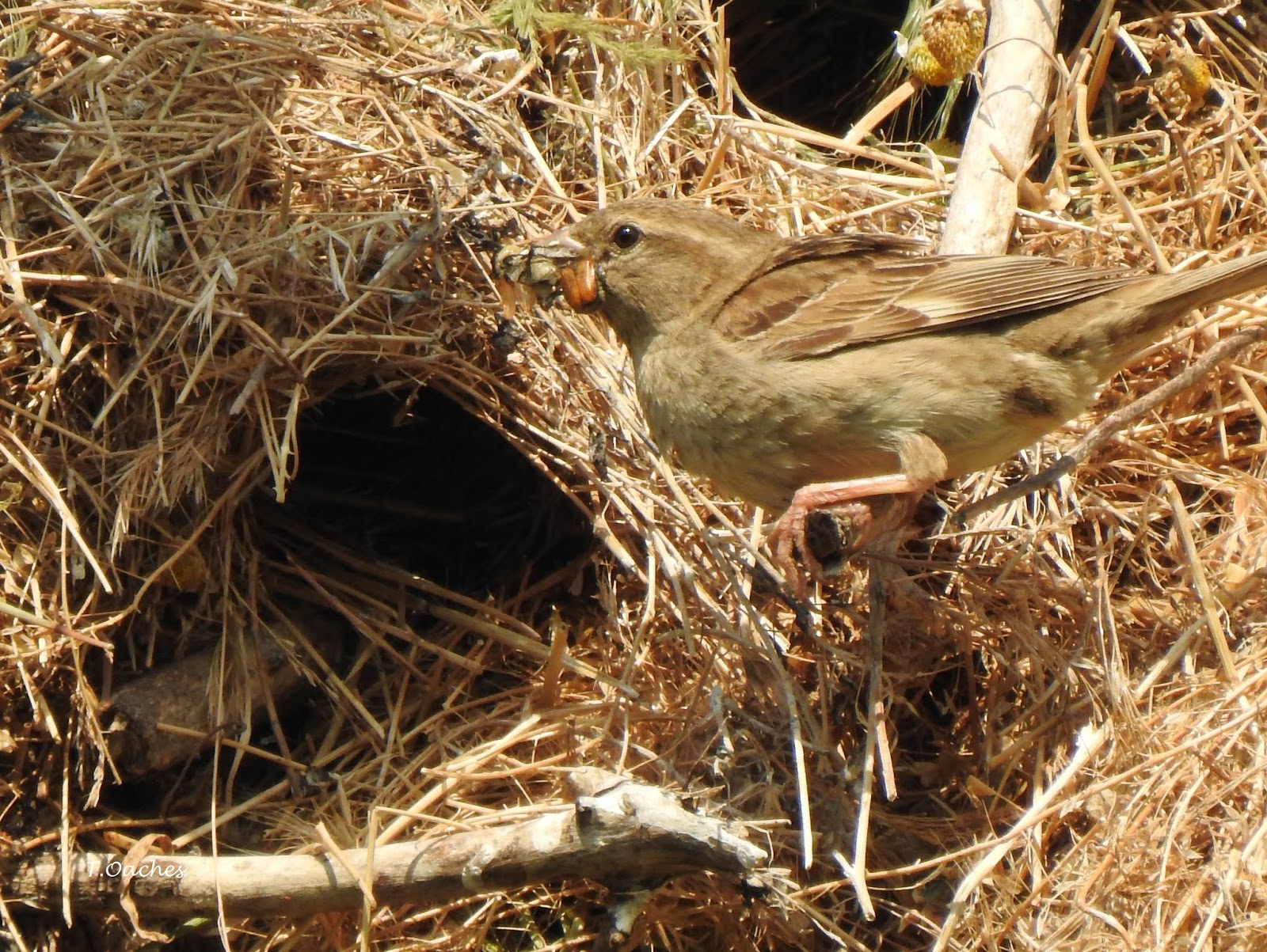 PASARI DIN ROMANIA: VRABIE NEGRICIOASA, Passer hispaniolensis