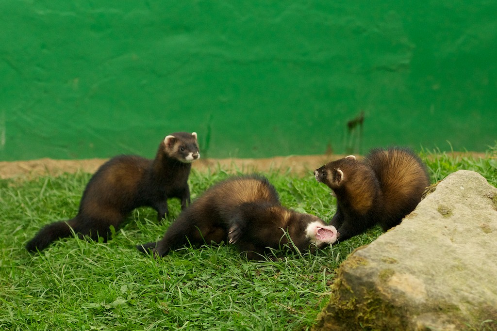 British Wildlife Centre ~ Keeper's Blog: Polecats Playing