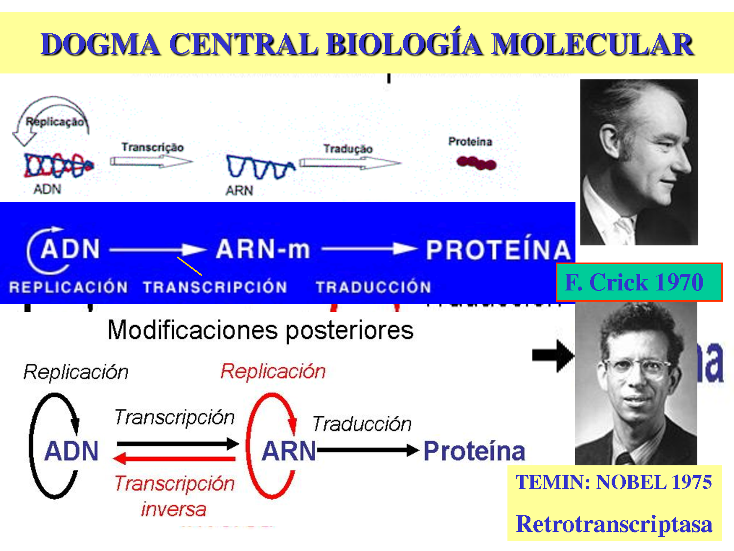 Ciencias de Joseleg: Introducción al dogma central de la biología molecular
