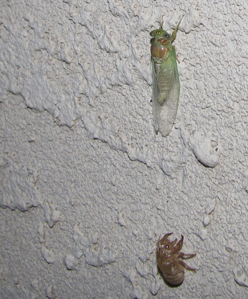 Bug Eric: "Albino" Bugs