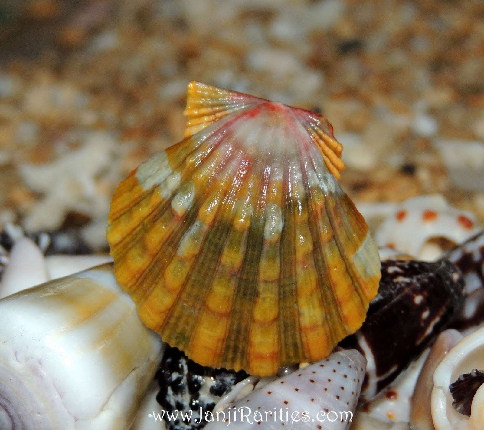 Kahelelani & Sunrise shell jewelry by.... Janjira