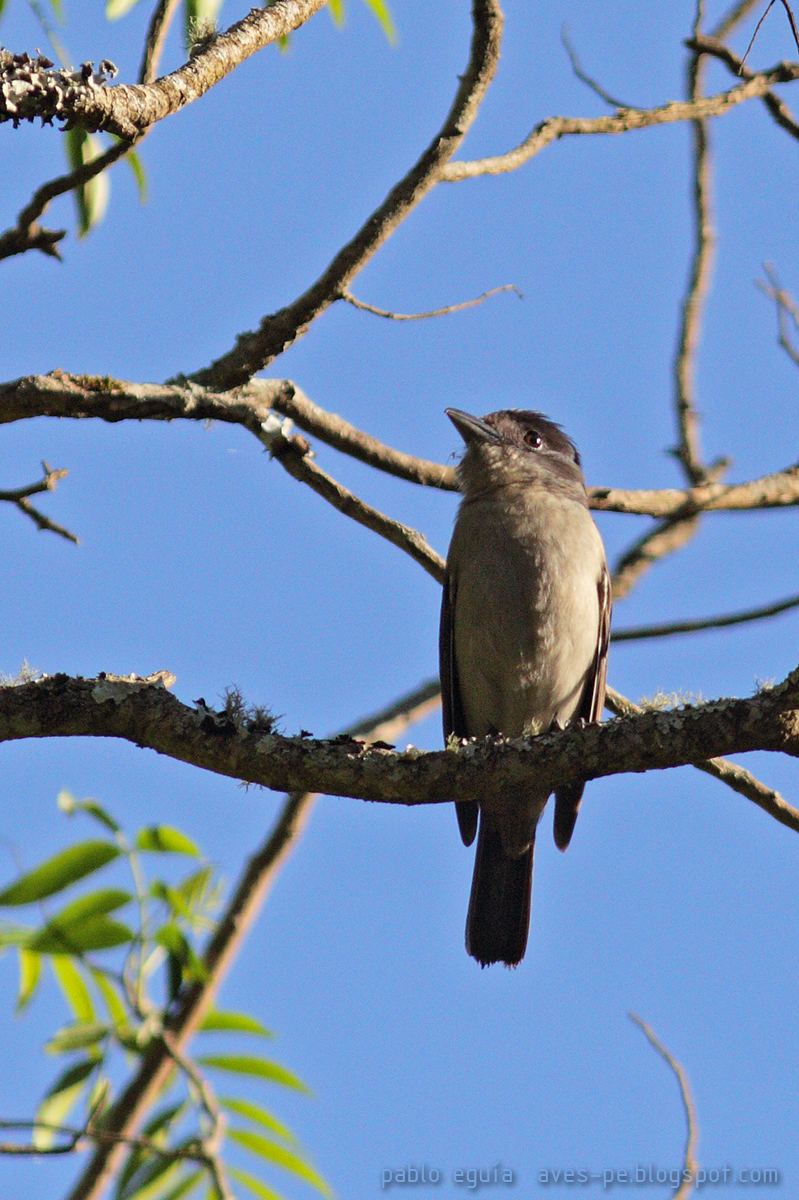 mis fotos de aves: Pachyramphus validus Anambé Grande Crested Becard