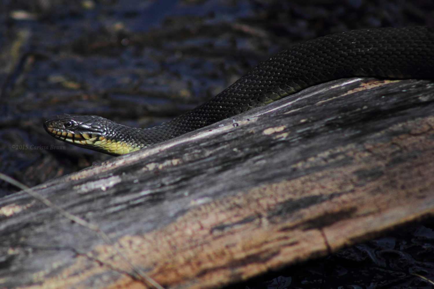 Nature Photography and Facts : Blotched Water Snake