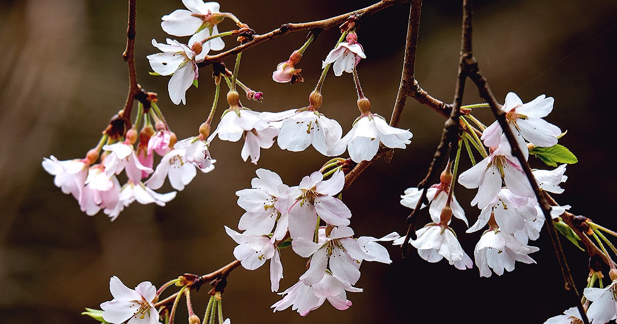 FROM THE GARDEN OF ZEN: Yama-zakura (Prunus jamasakura) blossoms: Jochi-ji