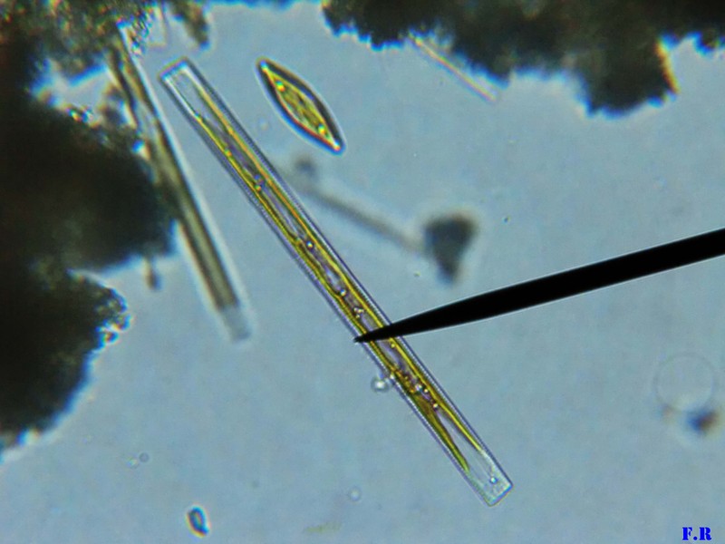 Microorganismo del agua.: SYNEDRA ULNA.