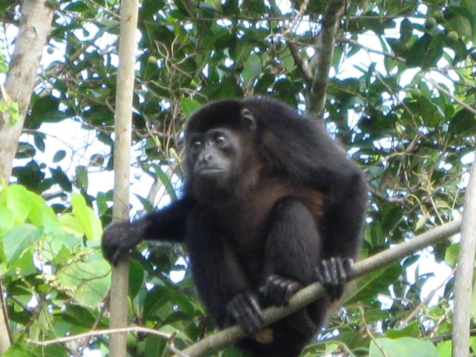 Refugio de vida silvestre Gandoca-Mananillo: Observación de la Vida ...