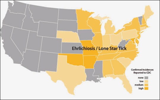 Renal Fellow Network: The Lone Star Tick