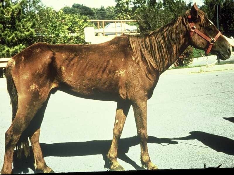 El mundo de los equinos y sus enfermedades