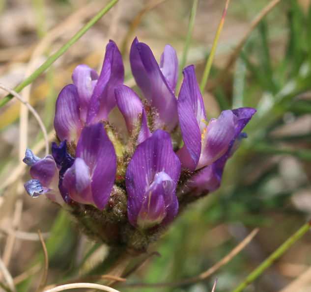 Botanising on Arthur's Seat